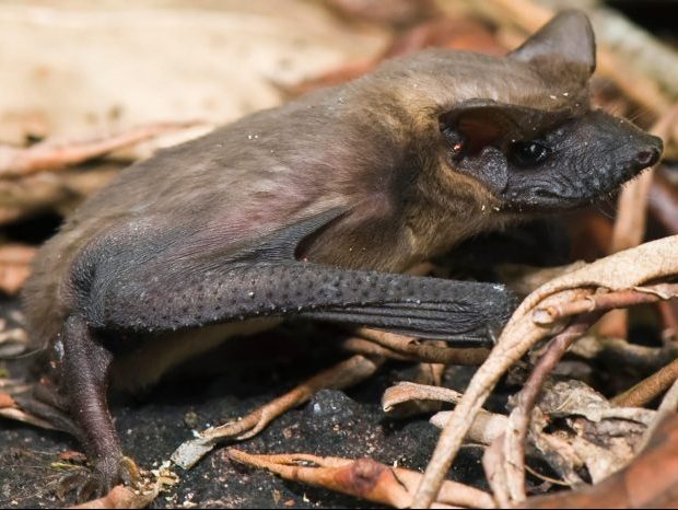 Out of 1,400 species, "Little goblin bat" - Hedge the book